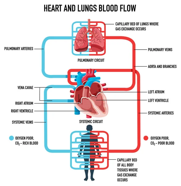 Diagrama que muestra la ilustración del flujo sanguíneo del corazón y ...