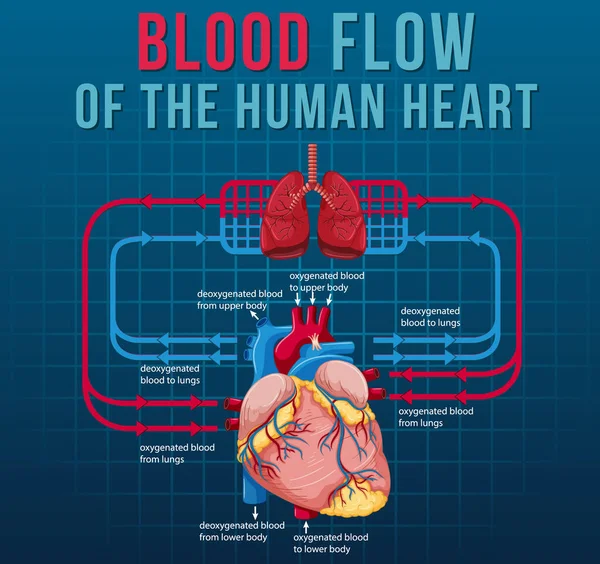 Chart showing blood flow in human heart Stock Vector by ©interactimages ...