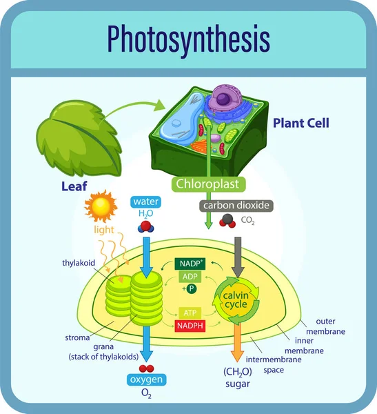 Diagrama que muestra las partes de la célula vegetal Vector de stock ...
