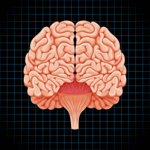 Human Internal Organ Brain Illustration Stock Vector by ©interactimages ...