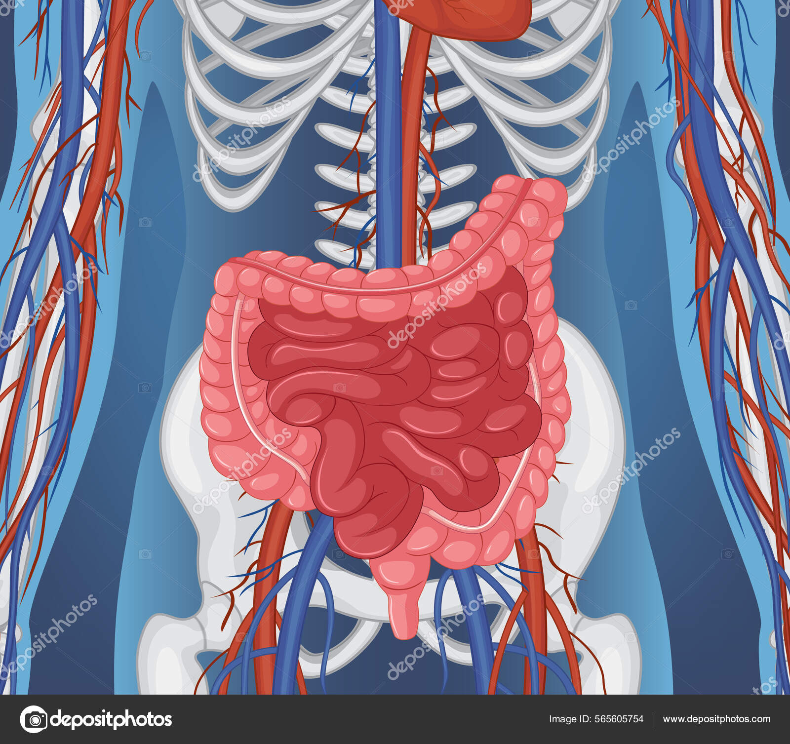 Human Internal Organ Intestine Illustration Vector de stock por ...