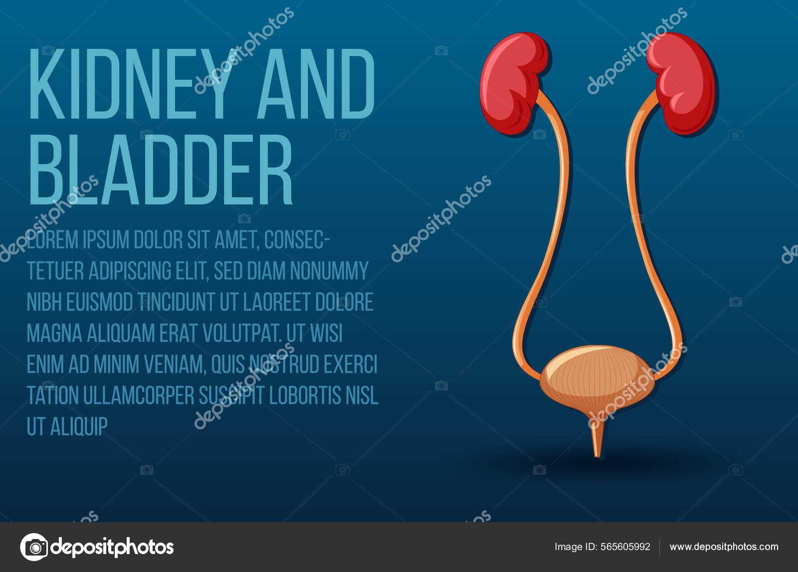 Human Internal Organ Kidneys Bladder Illustration ©interactimages ...