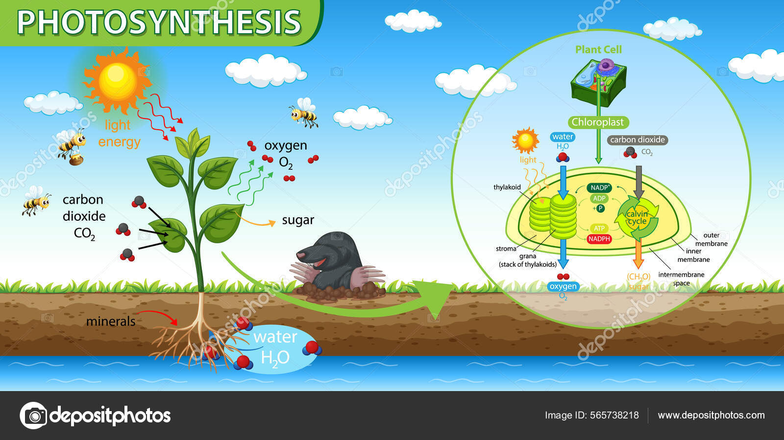 Photosynthesis Cartoon