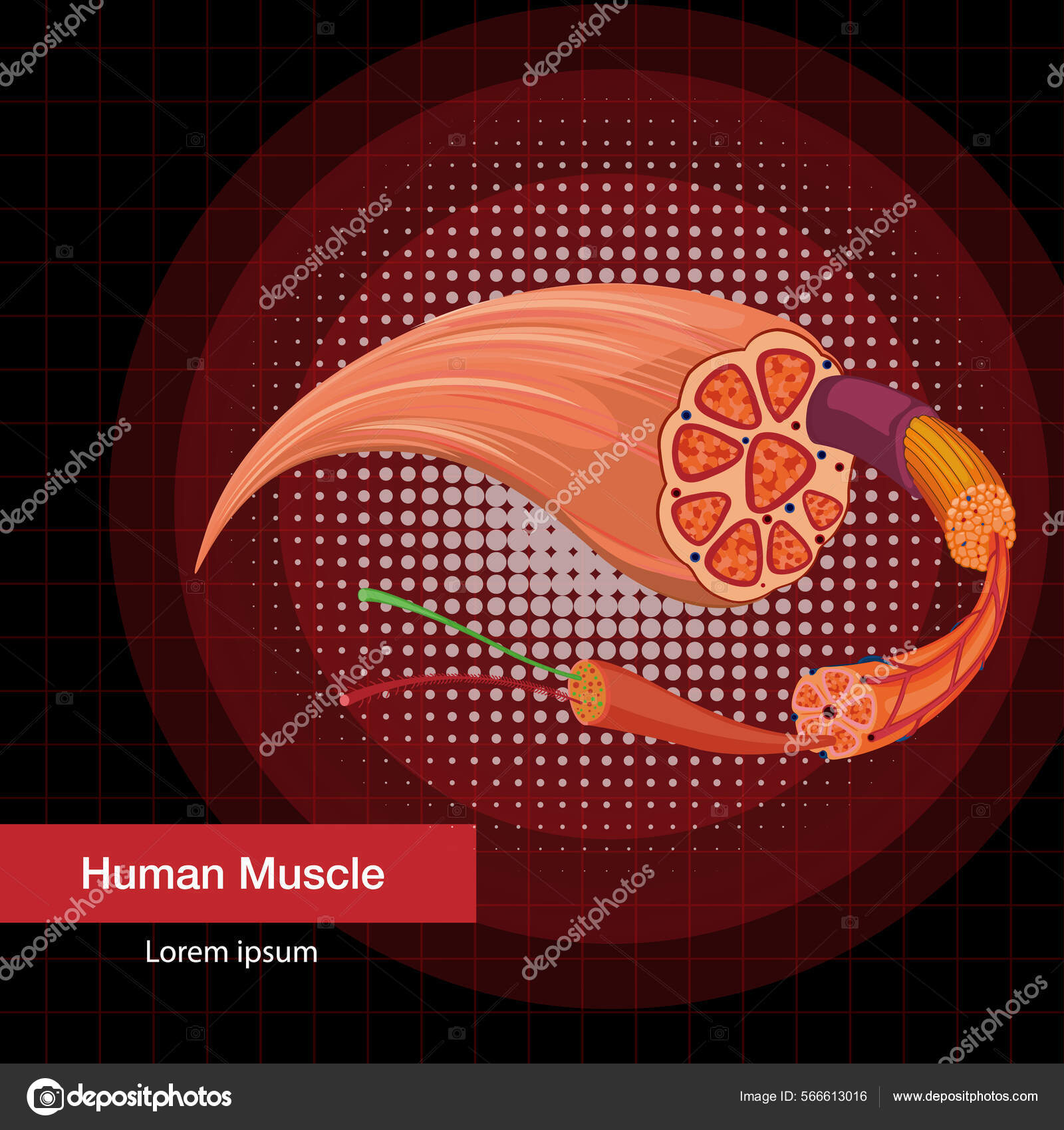 Human Muscle Anatomy Structure Illustration Stock Vector Image by ...