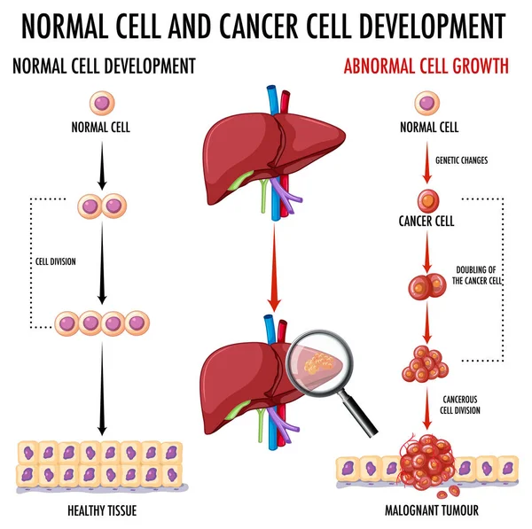Diagram Showing Normal Cell Development Illustration Stock Vector by ...