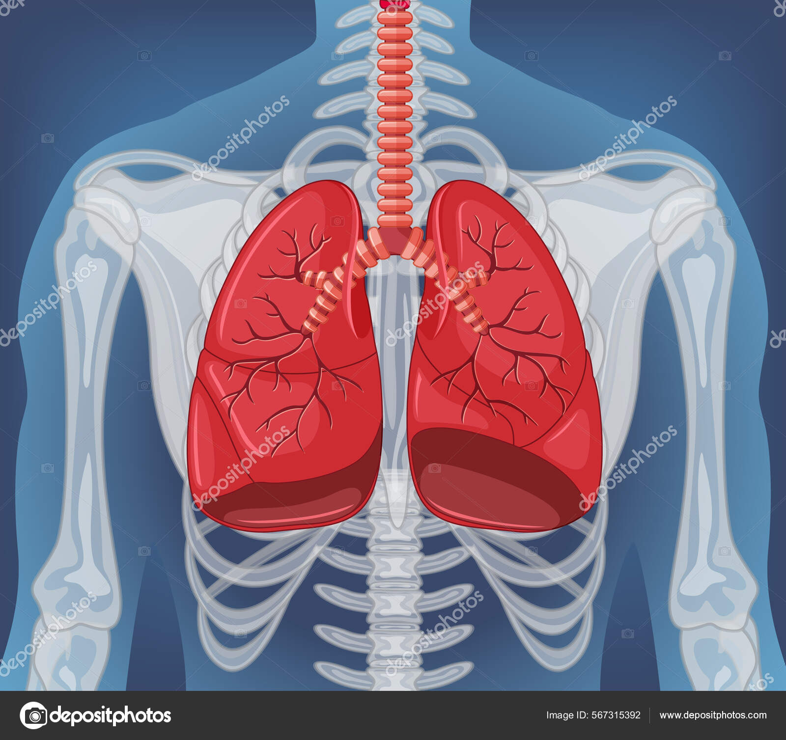 Human Internal Organ Lungs Illustration Stock Vector by ©interactimages ...