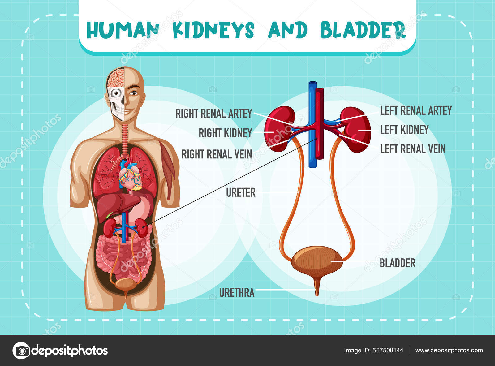 Diagrama De Vejiga Y Riñon