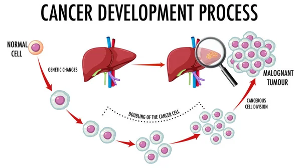 Human Embryonic Development Human Infographic Illustration Stock Vector ...