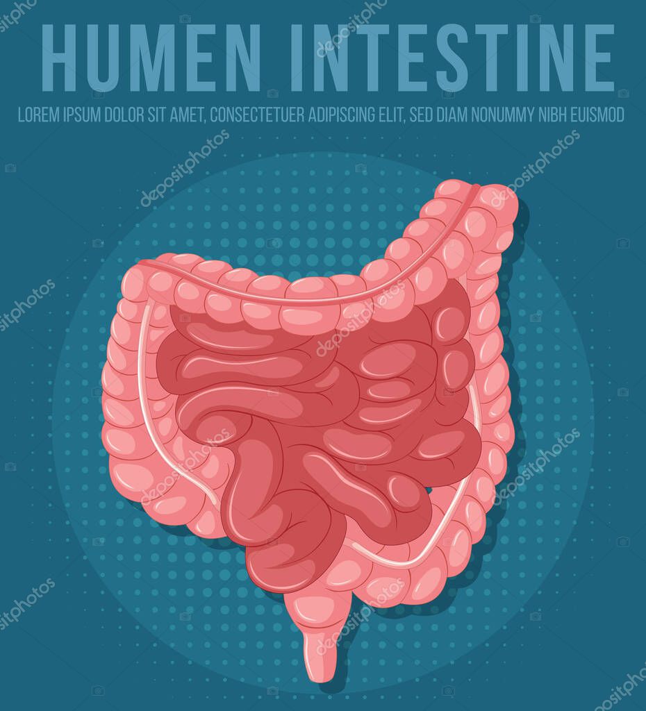 Human Internal Organ Intestine Illustration Vector de stock por ...