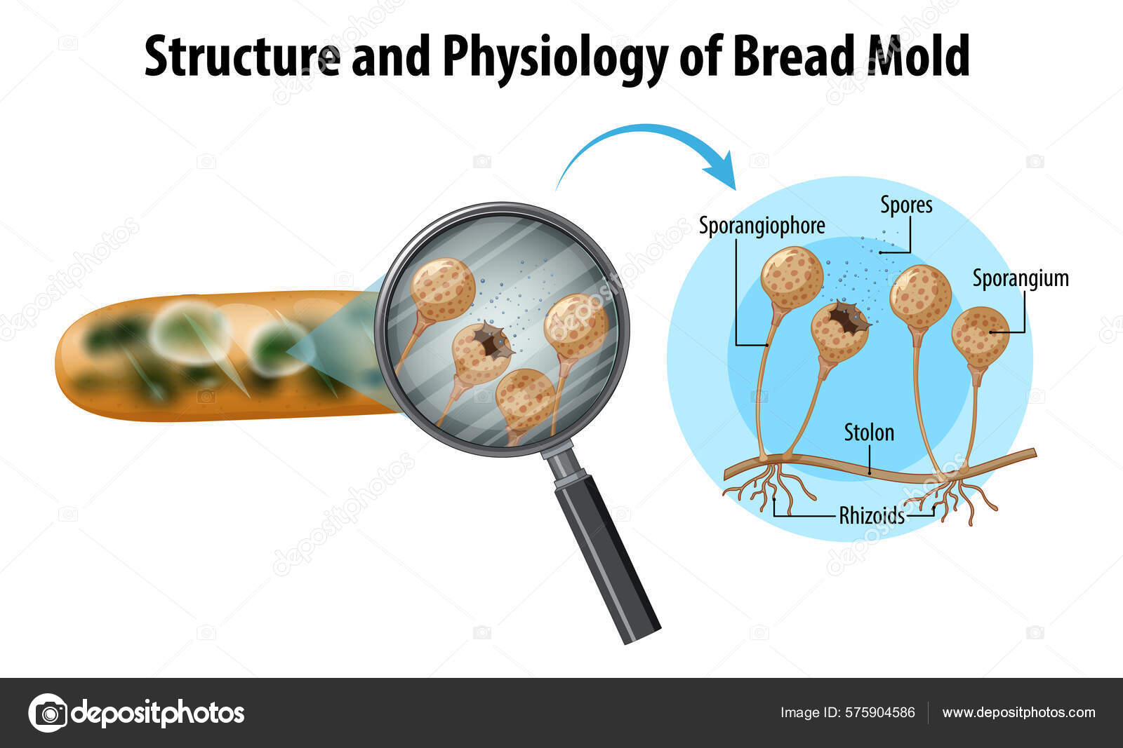 Structure Physiology Bread Mold Illustration Stock Vector by ... Structure Physiology Bread Mold Illustration Stock Vector by ...