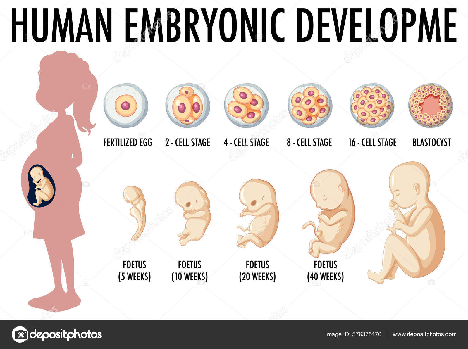 Diagram Showing Human Embryonic Development Illustration Stock Vector ...