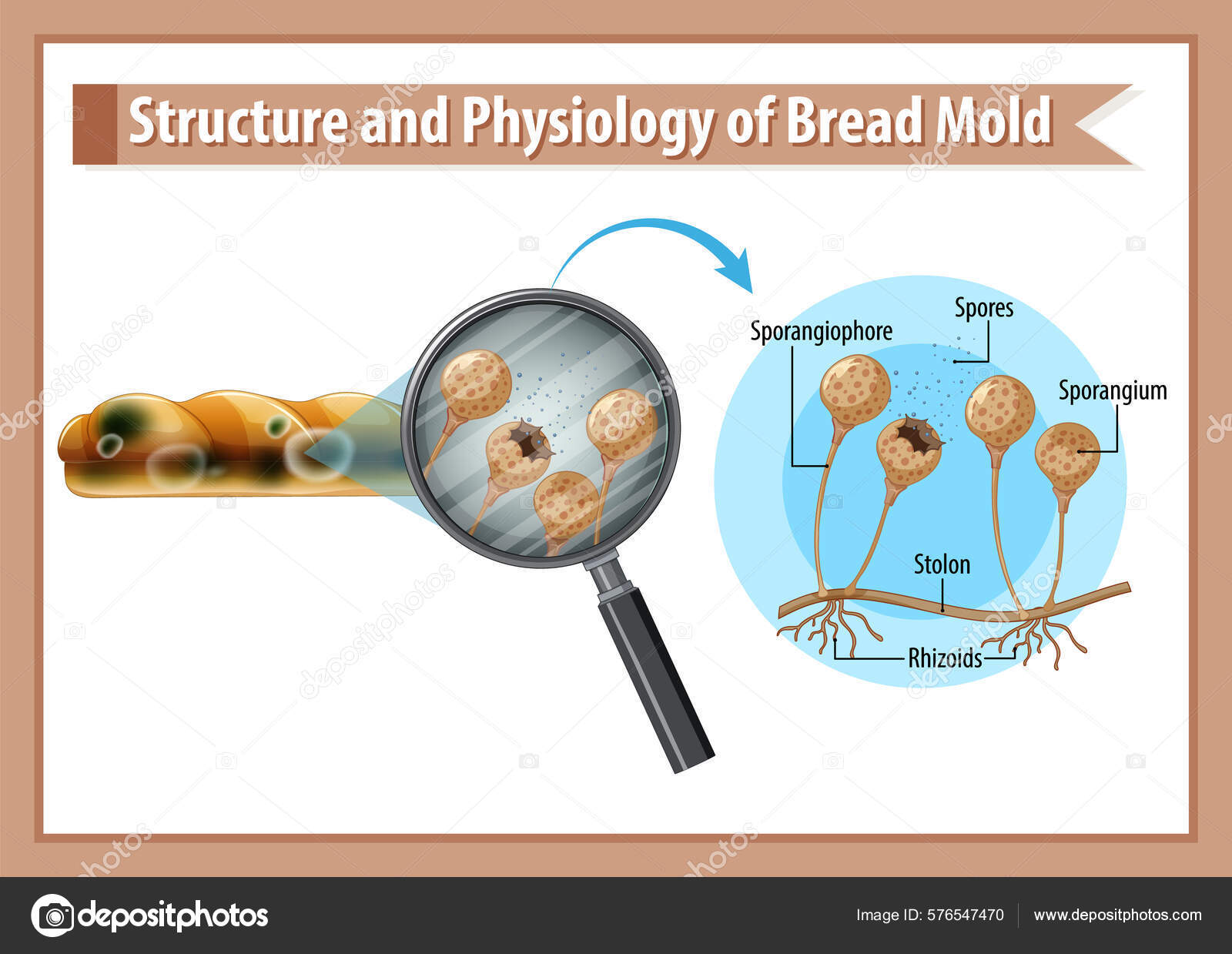 Bread Mold Life Cycle