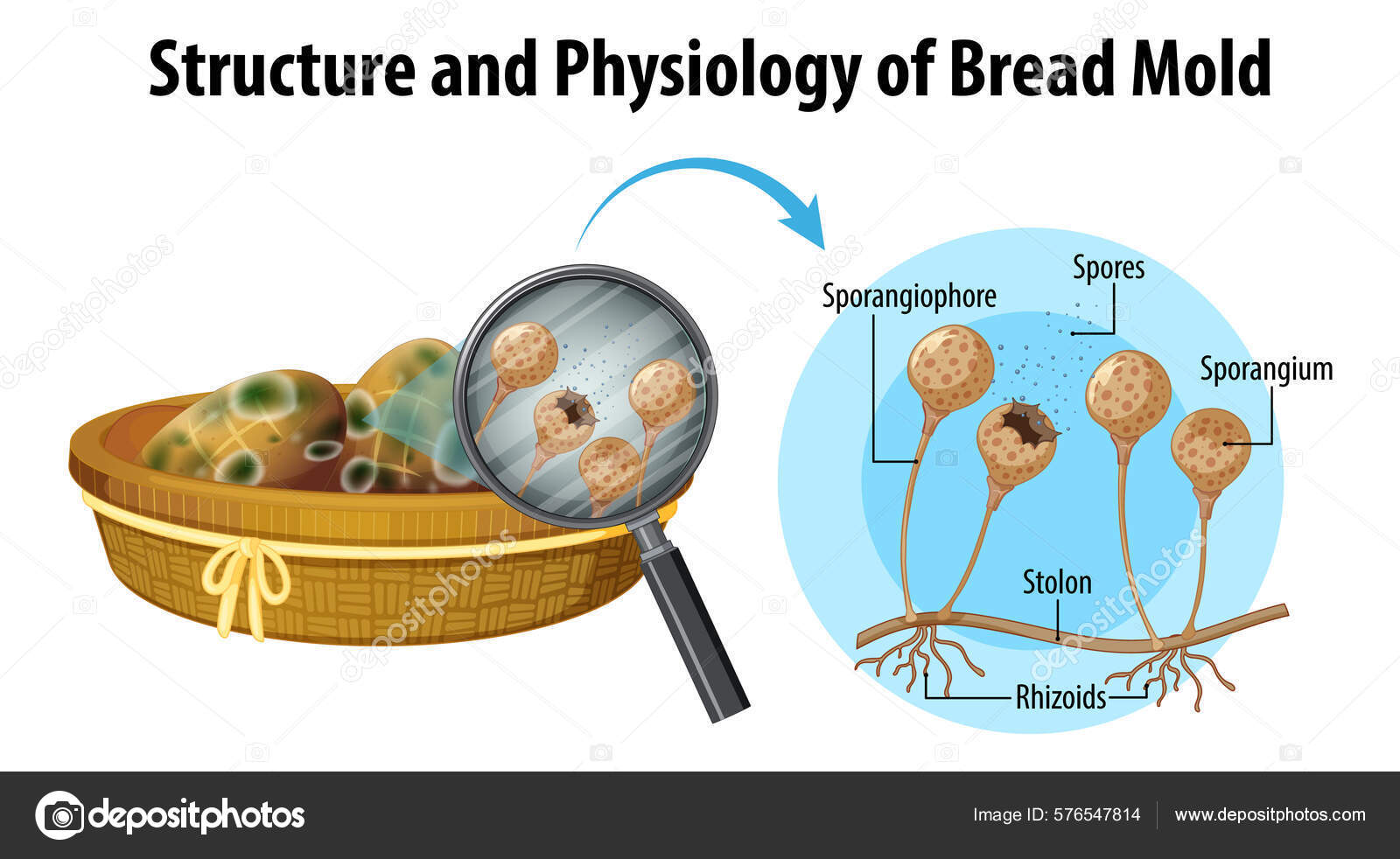 Structure Physiology Bread Mold Illustration Stock Vector Image by ...