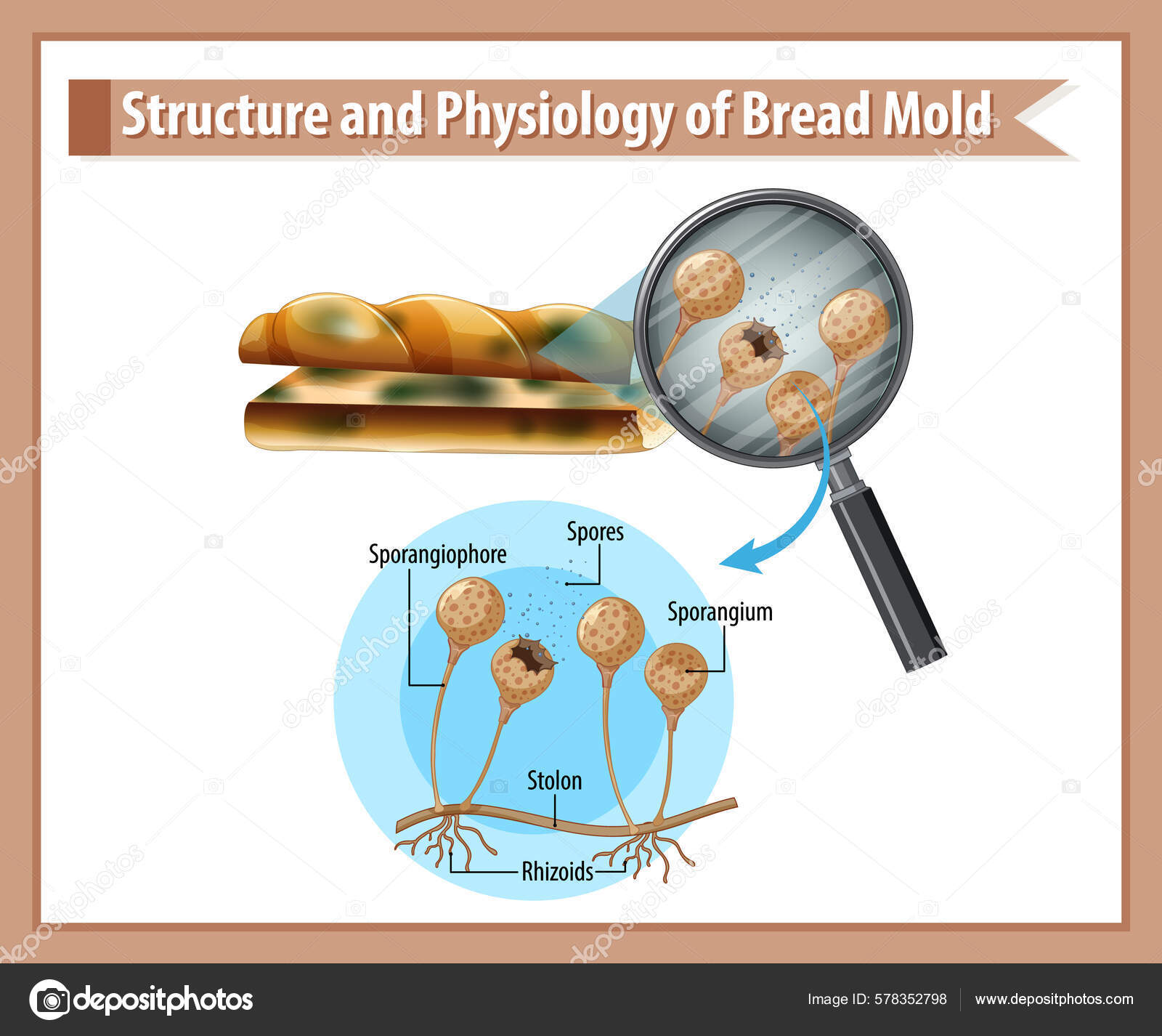 Structure Physiology Bread Mold Illustration Stock Vector by ...