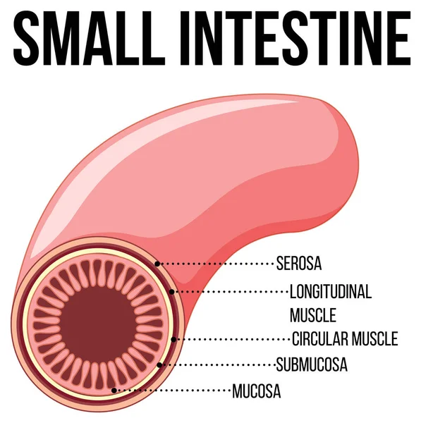 Digestion Anddigestion Cells Small Intestine Illustration Stock Vector ...