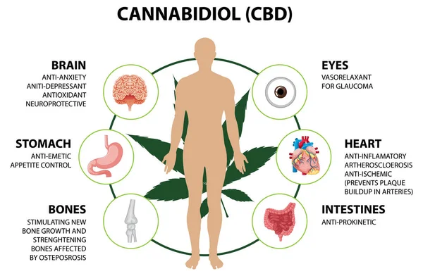 Benefits Cbd Physical Health Diagram Illustration Vector de stock por ...