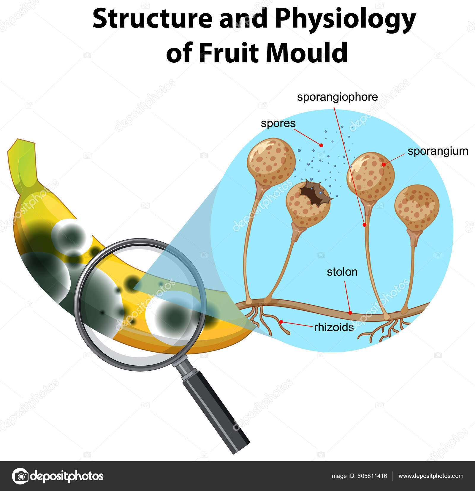 Structure Physiology Banana Mold Illustration Stock Vector Image by ...