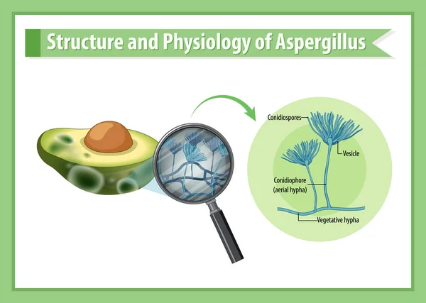 Aspergillus Conidiophores Diagram