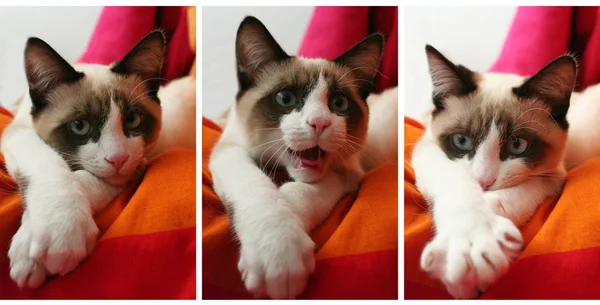 Puma face Stock Photos, Royalty Free Puma face Images | Depositphotos