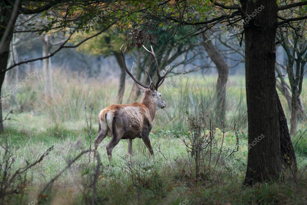 Ciervo rojo salvaje en el Parque de la Reserva Natural de Mesola ...