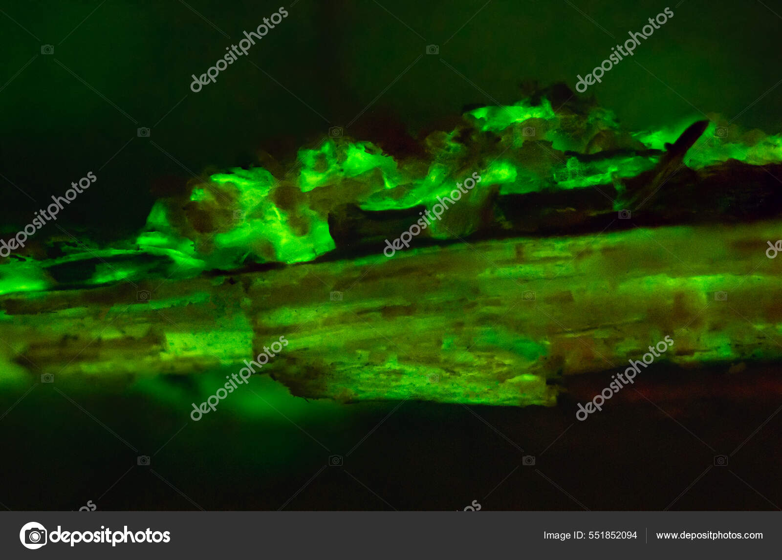 Unique background texture of bioluminescent wood glowing in the dark ...