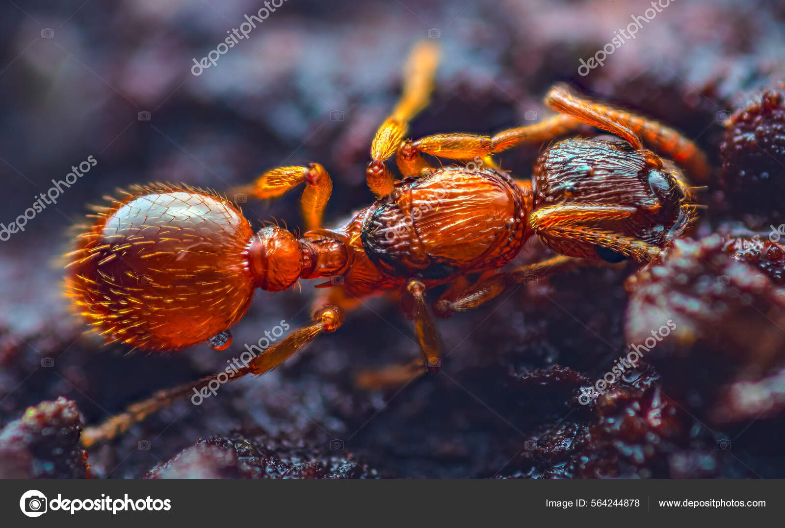 Myrmica rubra é uma espécie de formiga do gênero Myrmica, pertencente à ...