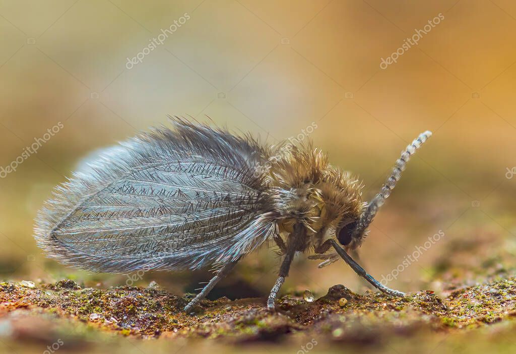 Mosca filtrante - Psychoda alternata, comúnmente conocida como mosca ...