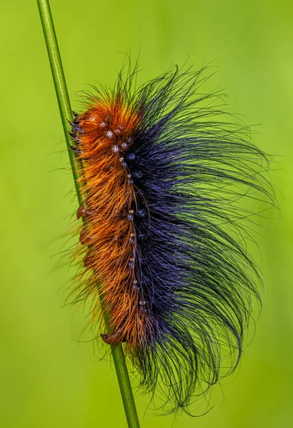 Garden tiger moth or Great tiger moth - Arctia caja caterpillar, close ...