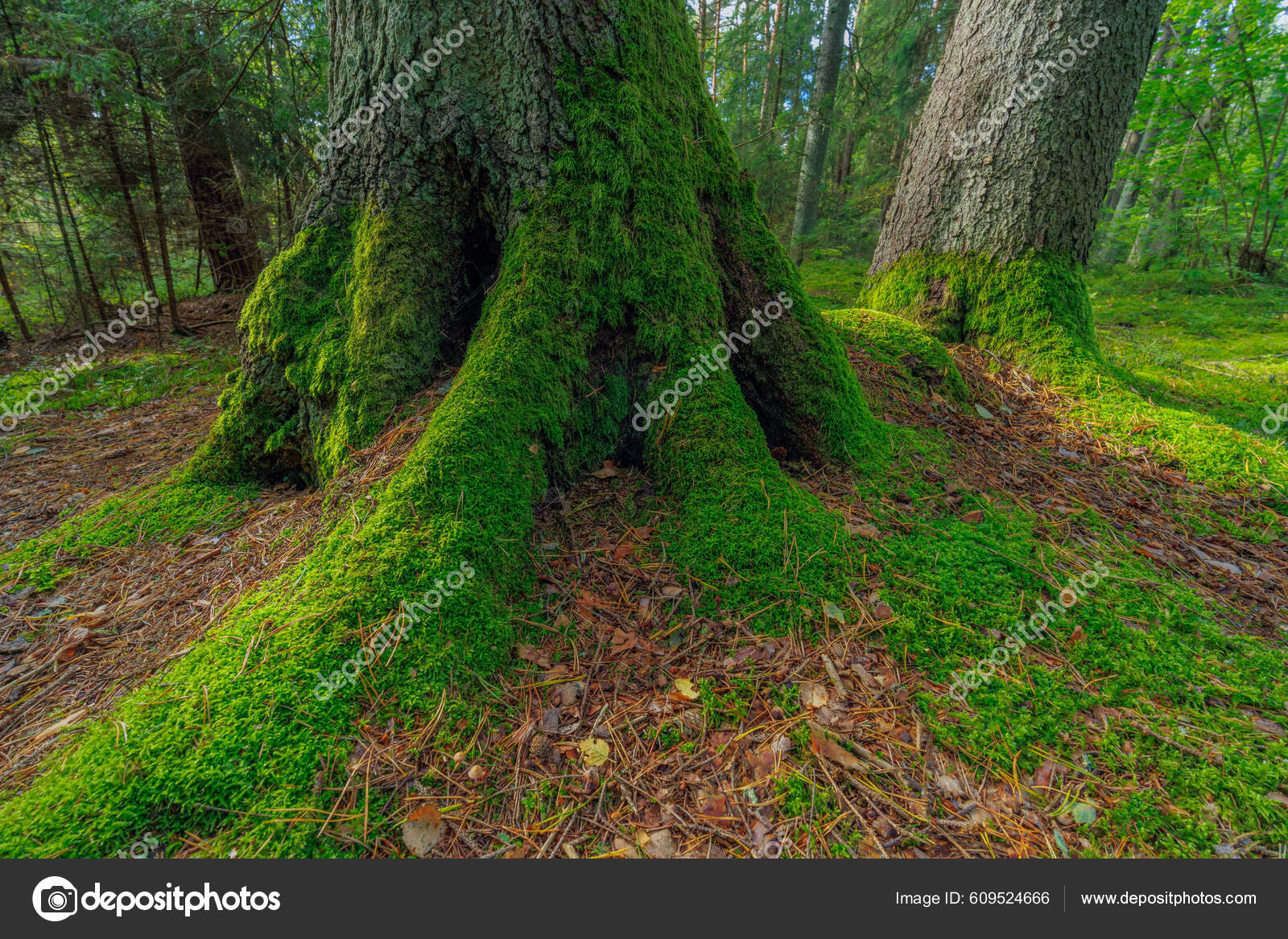 Green Moss Tree Roots Forest — Stock Photo © ljphoto7@gmail.com #609524666