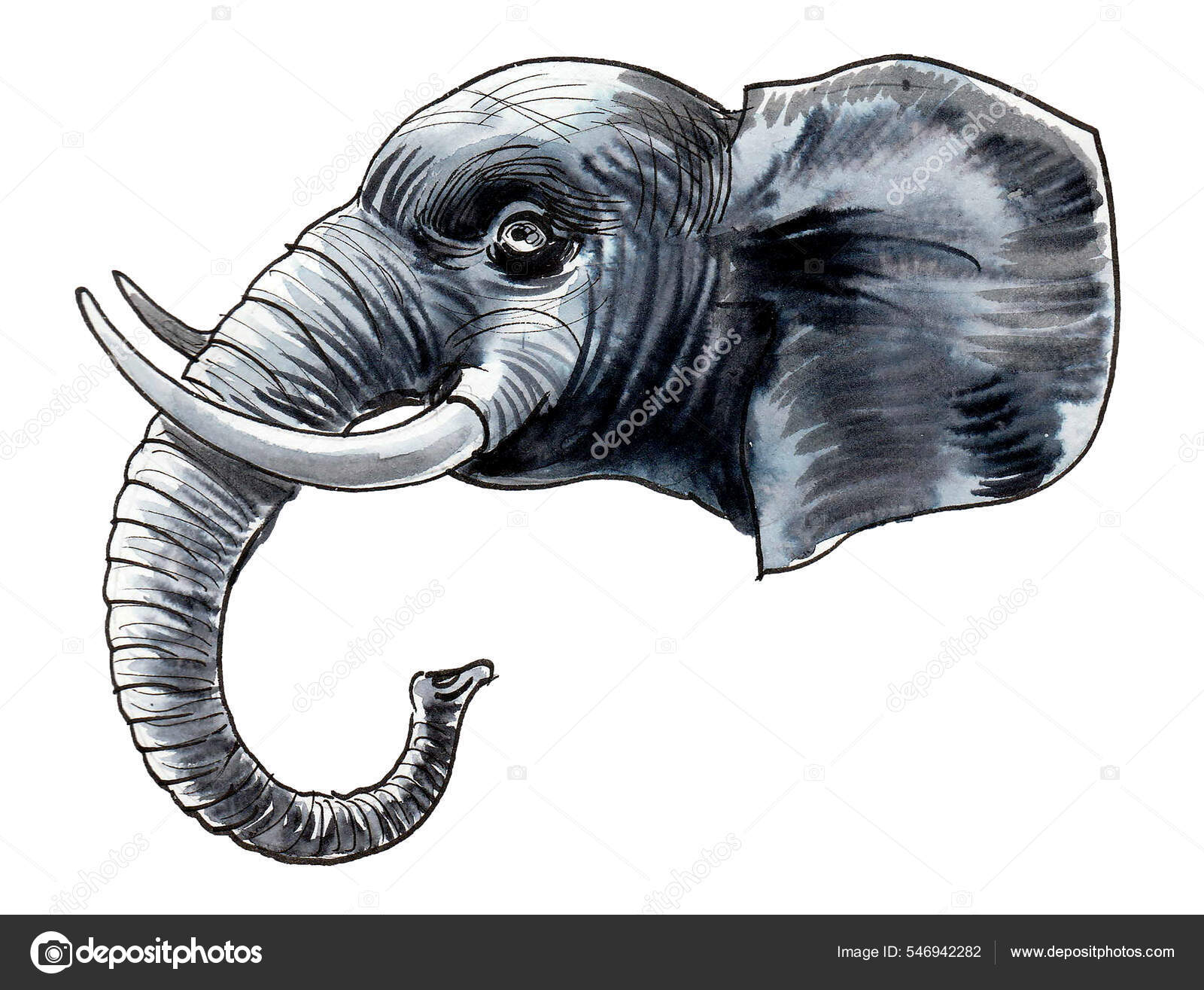 Elephant Head Pencil Drawing