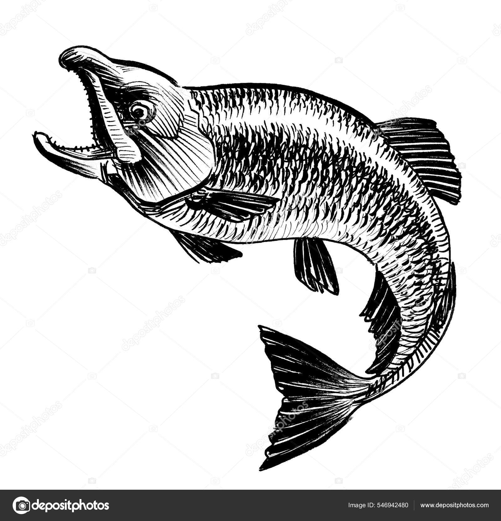 Ink Drawings Of Fish