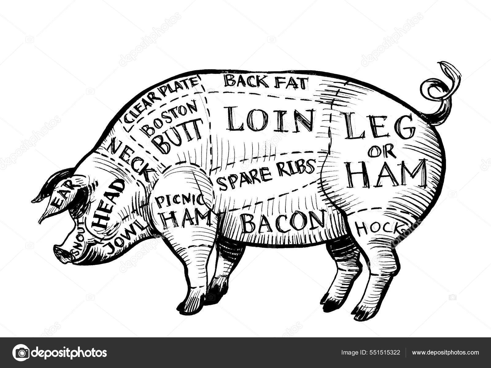 Butcher Pig Illustration