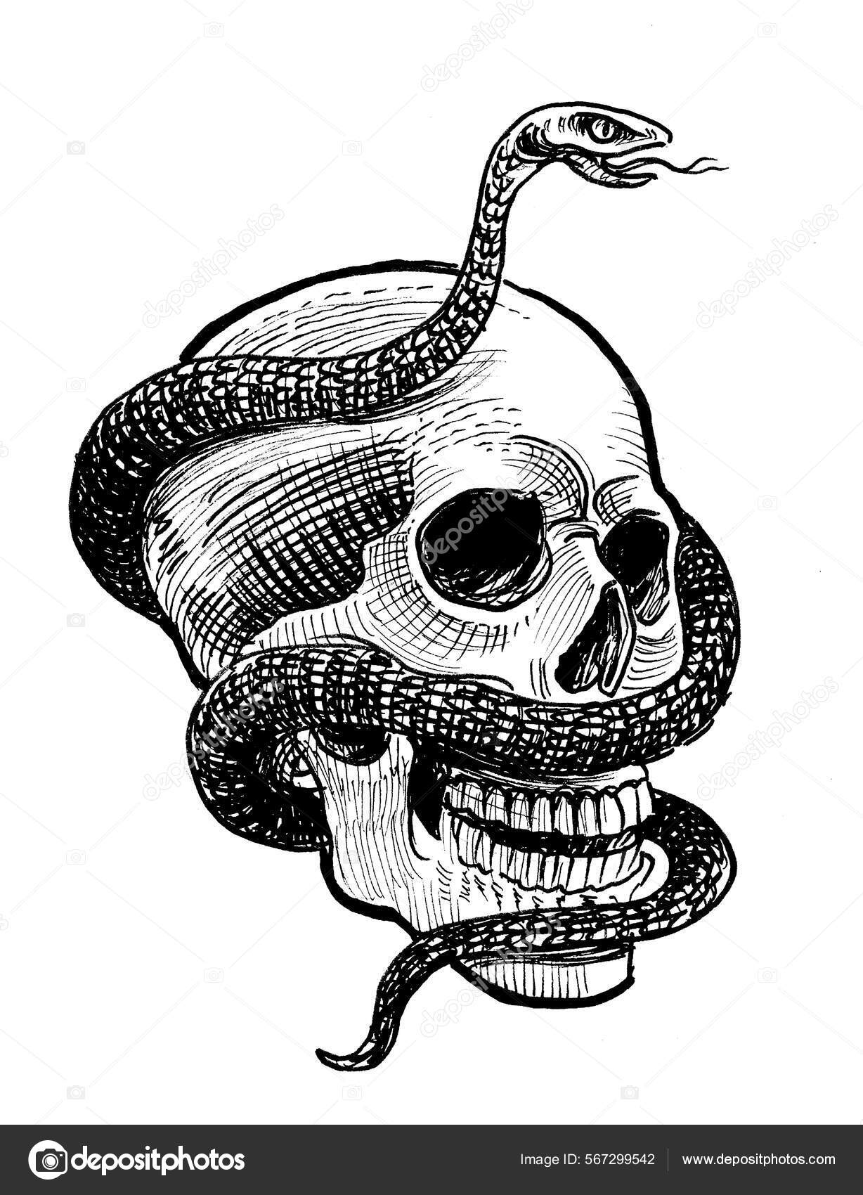 Human Skull Snake Ink Black White Drawing Stock Illustration by ...