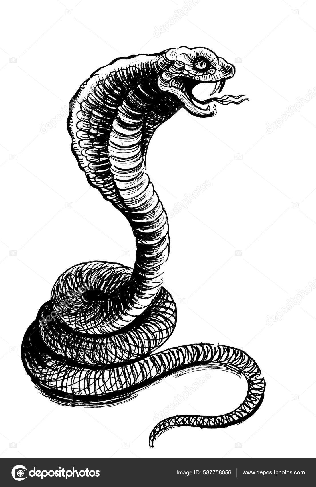 Angry Cobra Snake Ink Black White Drawing Stock Illustration by ...