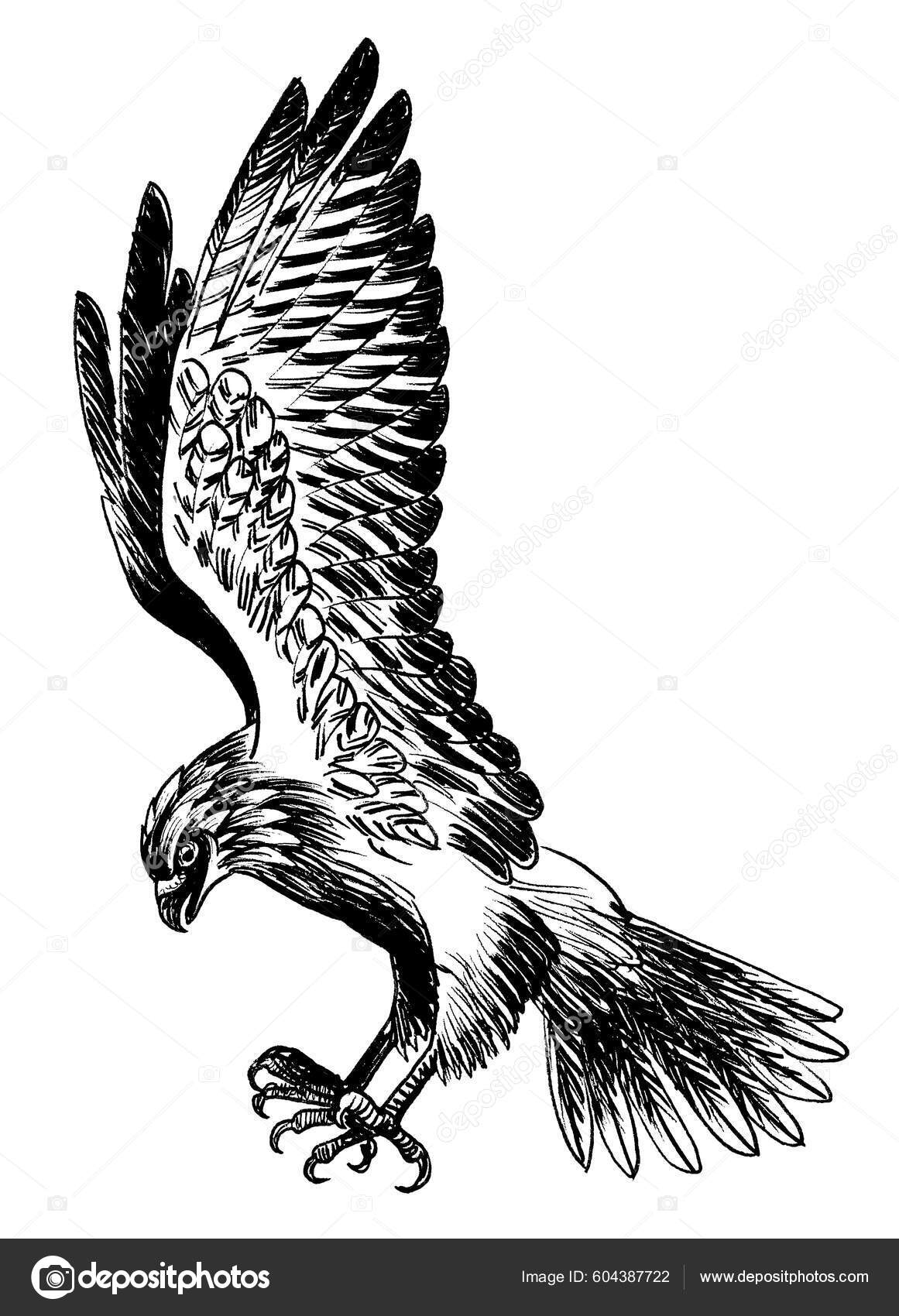 Flying Hawk Drawing Page 50 | Hawk Flying Vectors & Illustrations For