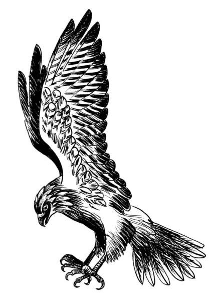 Flying Seagull Ink Black White Drawing Stock Illustration by ...