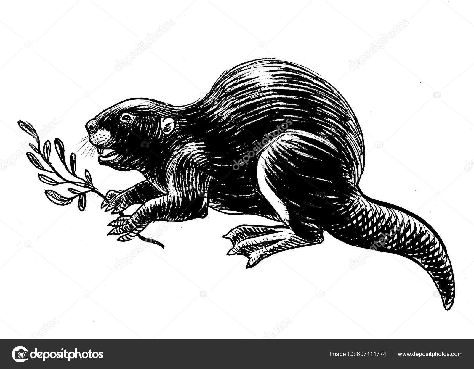 Bieber Animal Drawing