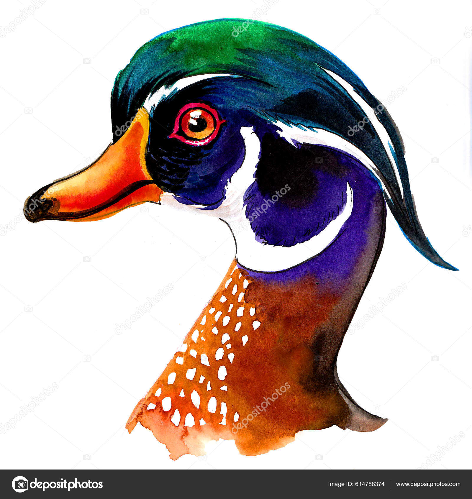 Wood Duck Head