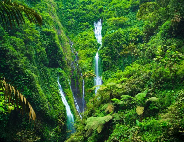 Indonesian forest Stock Photos, Royalty Free Indonesian forest Images ...