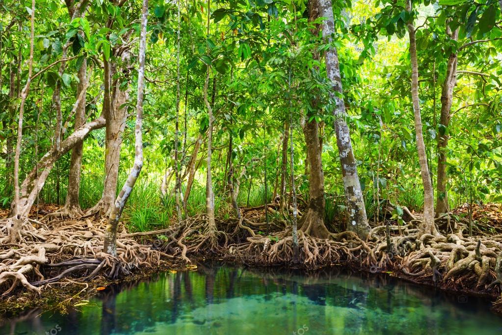 Tha Pom, the mangrove forest in Krabi, Thailand Stock Photo by ©lkunl ...