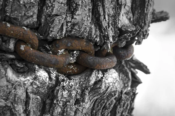 Rusted chains Stock Photos, Royalty Free Rusted chains Images ...
