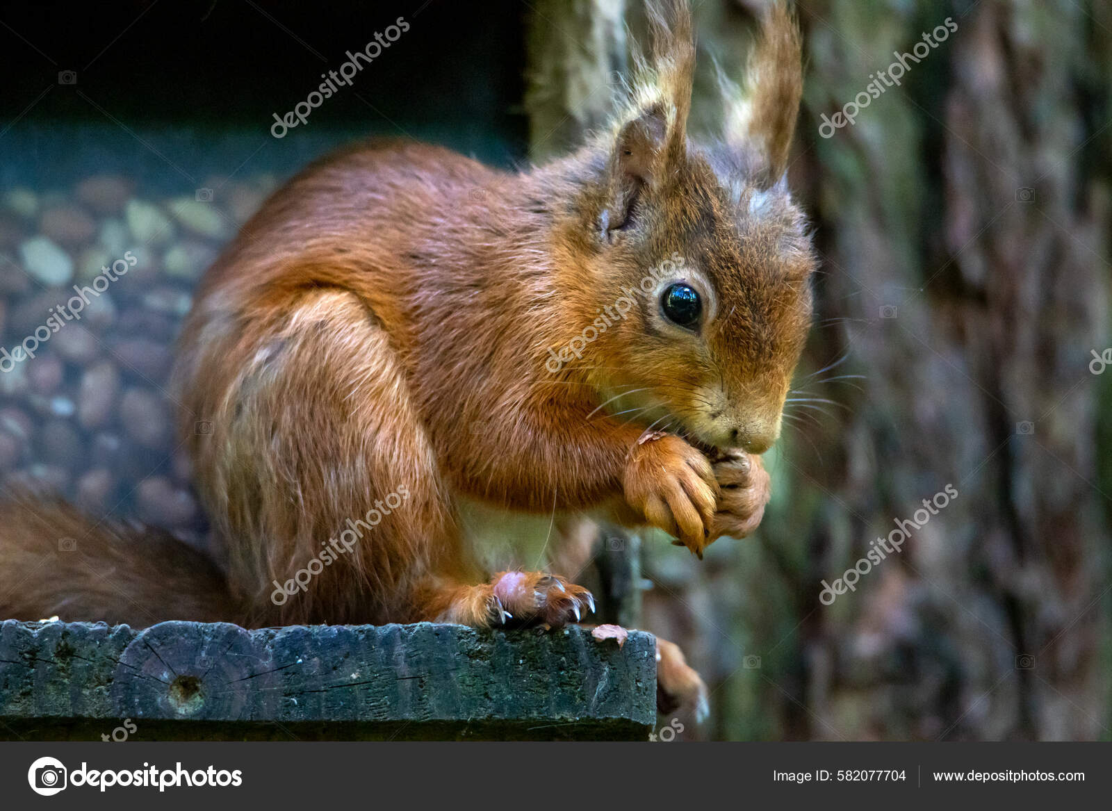 Red Squirrel Sciurus Vulgaris Species Tree Squirrel Genus Sciurus ...