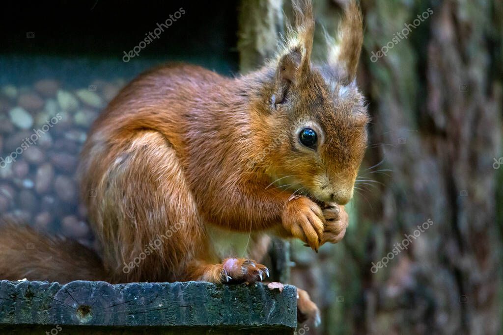 Sciurus vulgaris es una especie de ardilla de la familia Sciuridae. La ...