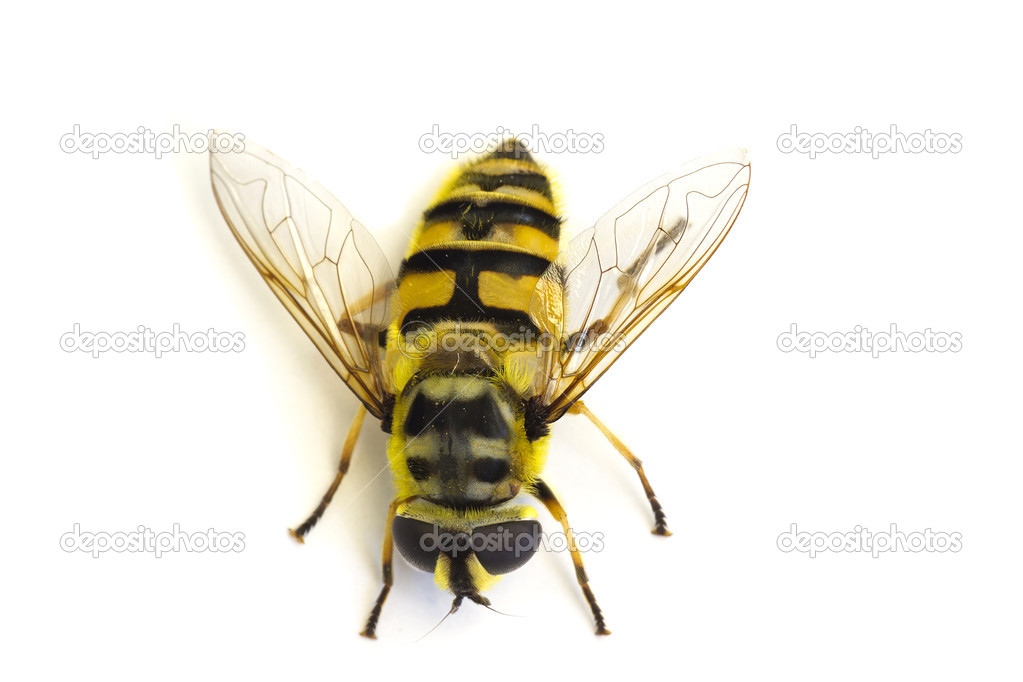 Mouche rayée — Photographie Dimijana © #31497215