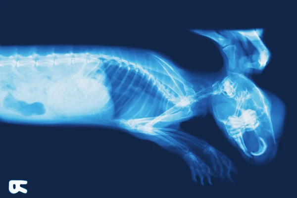 Animal clinical Stock Photos, Royalty Free Animal clinical Images ...