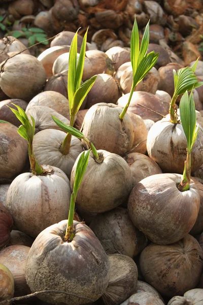 Coconut shoot — Stock Photo © koratmember #4118206