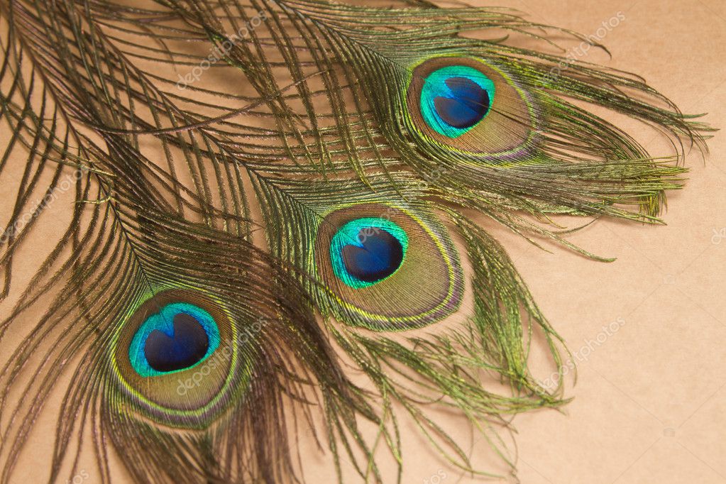 Beautiful peacock feathers — Stock Photo © plepraisaeng #29399733