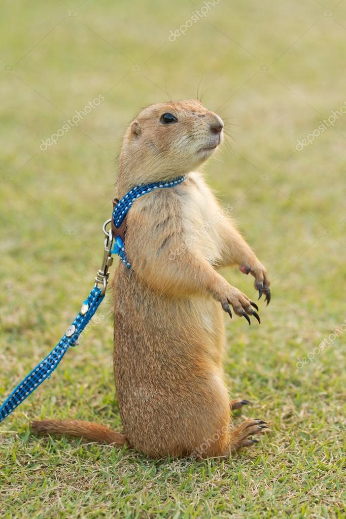 Prairie Dogs Standing