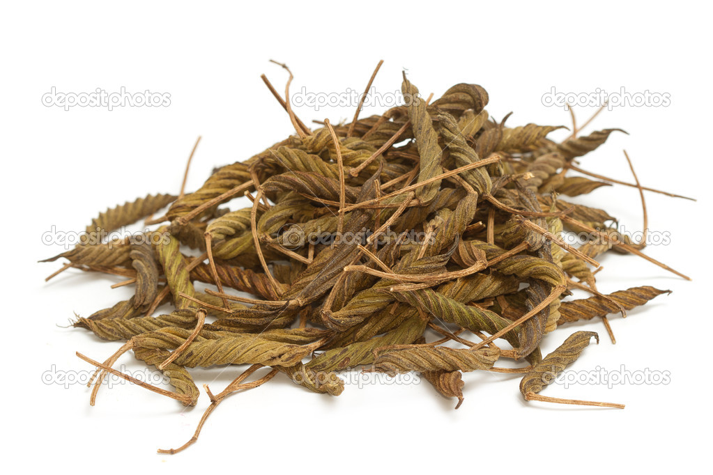 East Indian screw tree Stock Photo by ©plepraisaeng 49343519