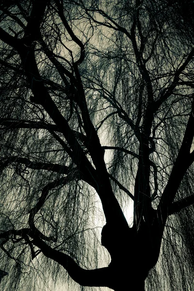 Weeping willow tree Stock Photos, Royalty Free Weeping willow tree ...